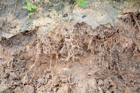 Root Structure Stock Photo Image Of Vegetation Plant 34487648
