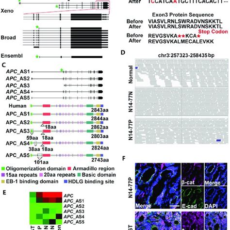 Neither Germline Nor Somatic Mutations Of Apc Were Found In N14 77 A