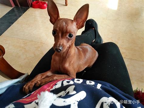 为什么养 小鹿犬”的人多？养过的都懂，太好养了！ 知乎