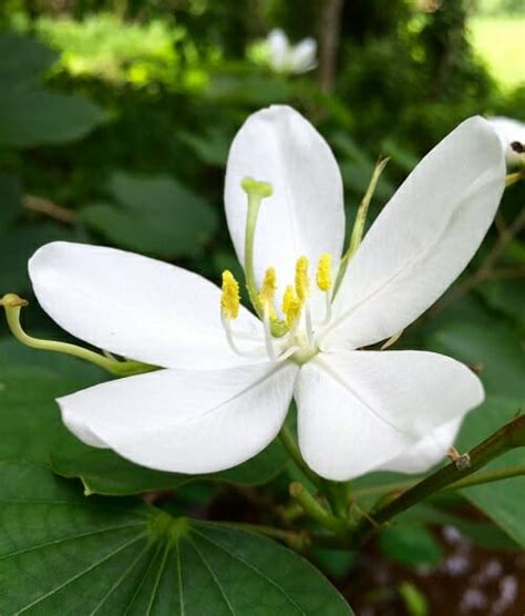 15 Best Flowering Plants Of Kerala • India Gardening