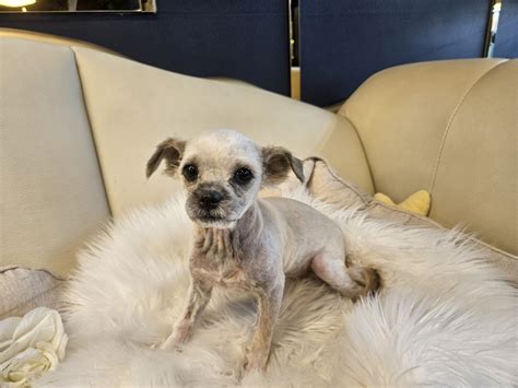 믹스견 두리 래브라도리트리버입양 닥스훈트입양 도베르만입양 말티치입양 말티폼입양 빠삐용입양 사모예드입양 스피츠입양 시바견입양 시베리안허스키입양 시츄입양 요크셔테리어입양