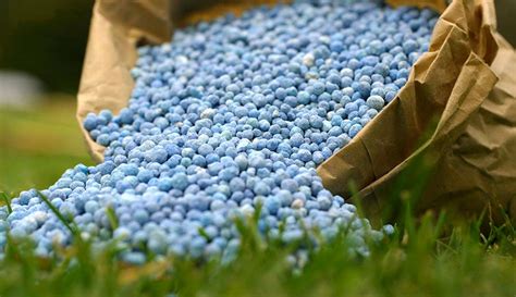 Best Fertilizer For Eucalyptus Trees Eucalyptus Plant Food
