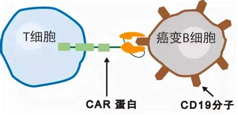 【科学普及】惠利健｜细胞治疗药物 基于作用机制的研究和应用（上）