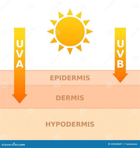 Sun Exposure Concept UVA And UVB Rays Penetrates Into Dermis And Epidermis Cartoon Vector