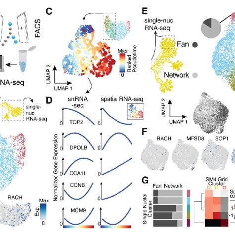 Single Nucleus Rna Sequencing Uncovers Nuclei Diversification Within