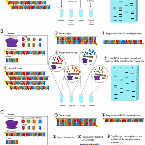 A C First Generation Sequencing Methods A The Basic Principle Of
