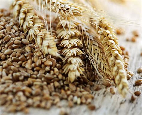 10 أطعمة غنية بالبروتين تحظى بفعالية مدهشة في انقاص الوزن Ra2ed