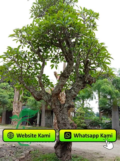 Jual Pohon Kamboja Fosil Ratusan Taun Kabupaten Purbalingga 081249470015 By Agrosejahtera Medium