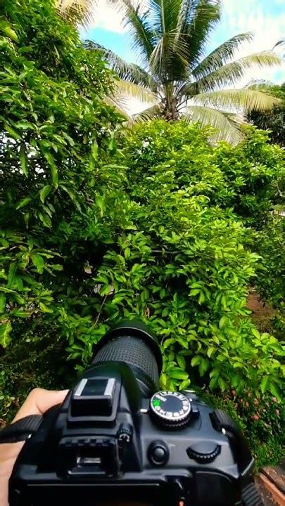 ගස් බඩගාන ඈනුම් අරින කම්මැලි ගැරඬියා ඌ බලන් ඉන්නෙ ඌ ලඟට කෑම එනකල් 🥱🥱 Youtube