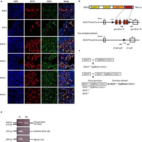 Generation Of The Germline Specific Ezh2 Conditional Knockout A Download Scientific Diagram