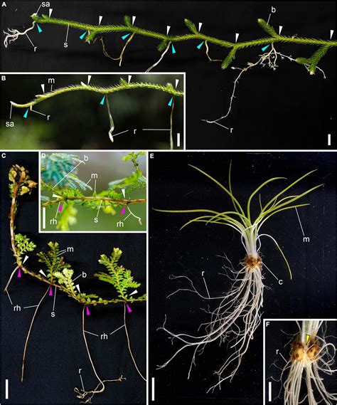 Frontiers Shared Body Plans Of Lycophytes Inferred From Root Formation Of Lycopodium Clavatum