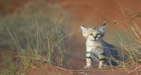 70 Cat Free Bing Wallpapers Bing Daily Images · Peapix