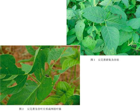 豆芫菁 河南农业病虫 图片