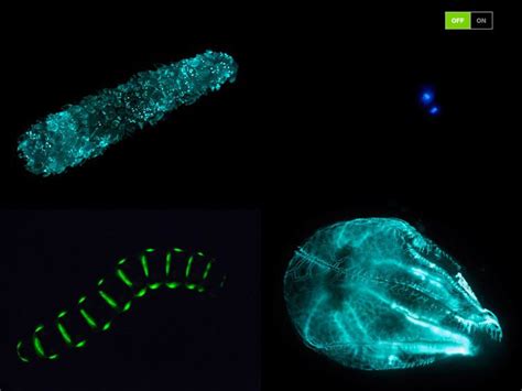 Phausis Reticulata Alchetron The Free Social Encyclopedia