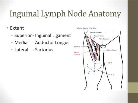 Inguinal Lymph Nodesppt Sexual Conditions Sexual Health Inguinal Lymph Nodesppt Sexual Conditions Sexual Health
