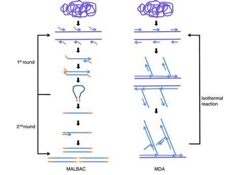 Comparison Of Single Cell Wga By Malbac And Mda Both Methods Begin