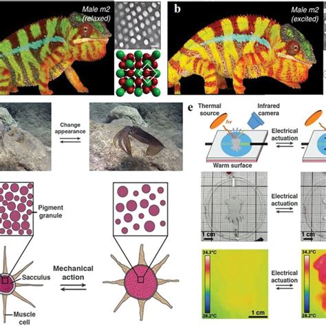 Nir Light‐fueled Lce‐based Soft Robotics A Schematics Of Reversible Download Scientific