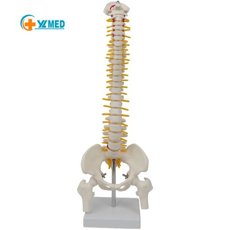 Medical Science Human Anatomical Skeleton Model For Teaching Use 45cm Spinal With Pelvis And Leg