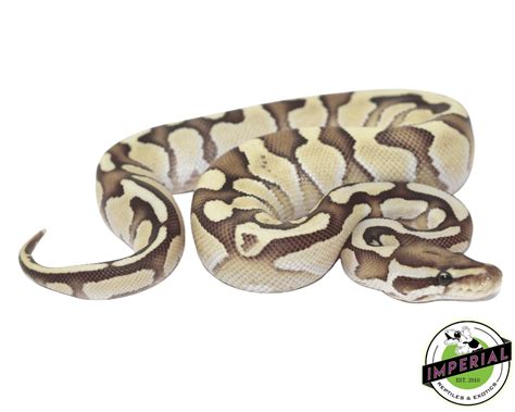 Nuclear Ball Python For Sale Imperial Reptiles Imperial Reptiles And Exotics Nuclear Ball Python For Sale Imperial Reptiles Imperial Reptiles And Exotics