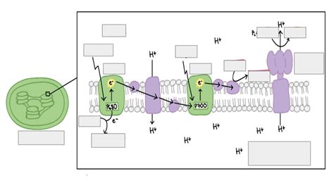 Light Dependent Reaction Diagram Quizlet Light Dependent Reaction Diagram Quizlet