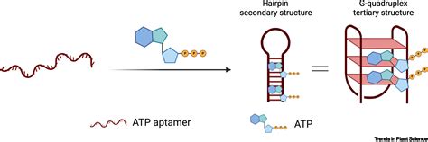 Nucleic Acid Aptamers As Aptasensors For Plant Biology Trends In Plant Science