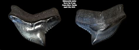 Hunting The Miocene Fossil Hunting Trips The Fossil Forum