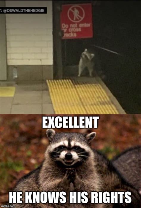 Evil Plotting Raccoon