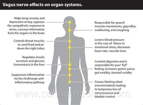 Symptoms And Conditions Of Craniocervical And Cervical Instability