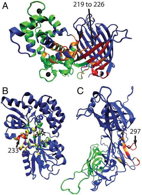 Allosteric Networks The Allosteric Networks Are Shown For A Cagfp Download Scientific