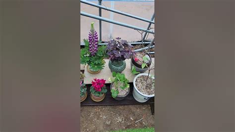 다육이 하우스에 이쁜 꽃들도 들였어요 ♡♡♡ Youtube