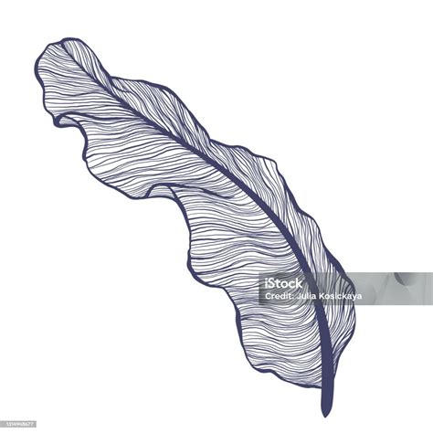 선형 스타일의 단일 바나나 잎 그림 열대 야자 수 잎의 트렌디 한 미니멀 한 윤곽 예술 흰색 배경에 고립 된 이국적인 식물의 벡터 그림 바나나에 대한 스톡 벡터 아트 및