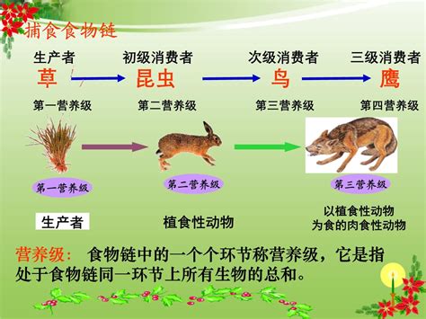 生态系统中的能量流动 完整版课件ppt