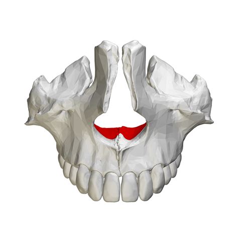 Zygomatic Process Function