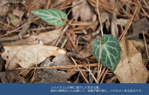 失敗編 道ばたの主人公