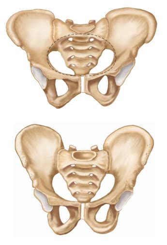 Female Vs Male Pelvis Girdle Diagram Quizlet
