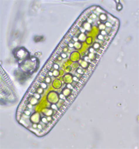 Epithemia Argus Species Diatoms Of North America