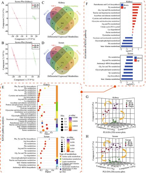 disturbed metabolic profile in db db mice and the entire metabolic