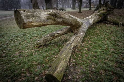 Trunk Fallen On The Ground Stock Image Image Of Logging 130648631