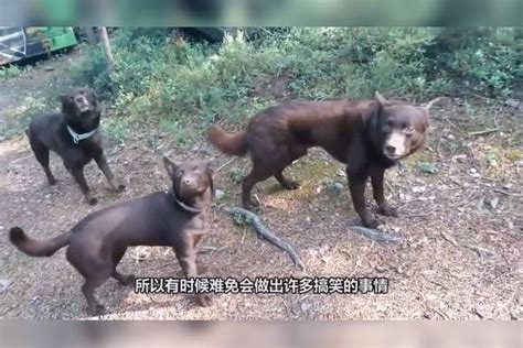 自家公狗偷回两只小狗宝宝主人得知原因后被暖到了