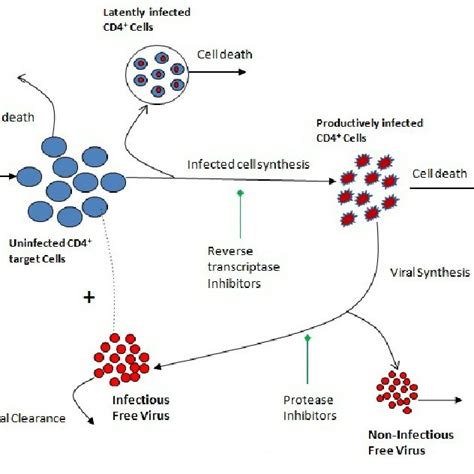 Hiv Host Interaction With Treatment Download Scientific Diagram