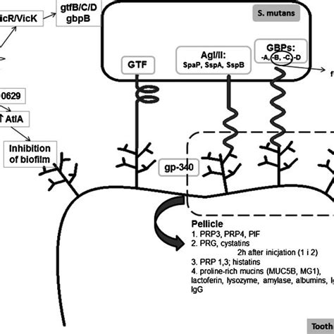 Production Of Lactic Acid By Streptococcus Mutans Metabolism Of Download Scientific Diagram