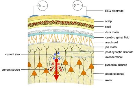 12 Simplified Illustration Of The Extracellular Currents Represented