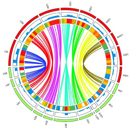 Collinear Analysis And Marker Density Of Linkage Groups Note The Download Scientific Diagram