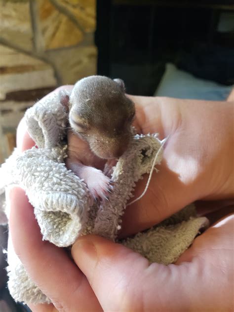 Update On The Newborn Squirrel I Rescued From My Job Meet Dave The