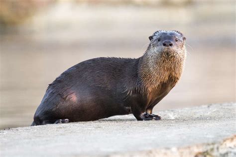 20 Otter Facts You Didnt Know Ohmyfacts