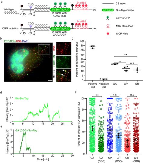 Single Molecule Imaging Reveals Distinct Elongation And Frameshifting Dynamics Between Frames Of