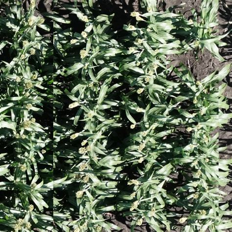 High Resolution Uav Image Generation For Sorghum Panicle Detection Deepai