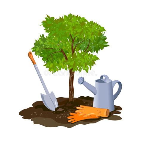 Planting A Tree In The Ground Stock Vector Illustration Of Step