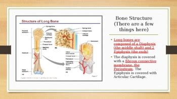 Skeletal System PowerPoint By AnatoYou And Anatomy TpT