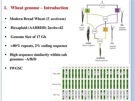 The Wheat Genome